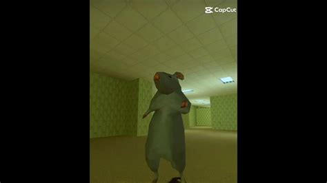 Rat Dancing In The Backrooms Youtube