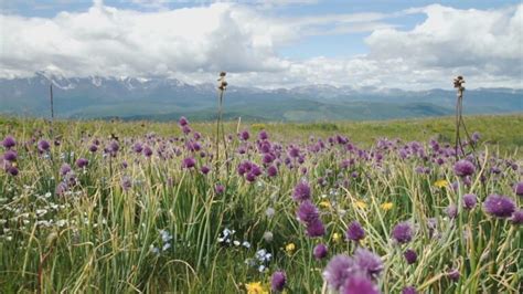 Biomes Full Course Geodiode