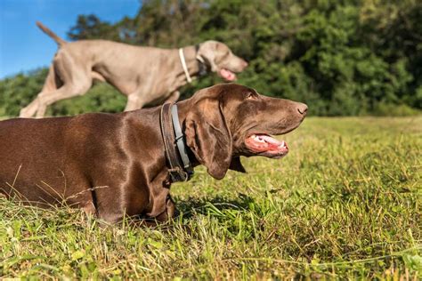 Weimaraner Pointer Mix Weimaraner Lab Mix Latest Puppies Cheap