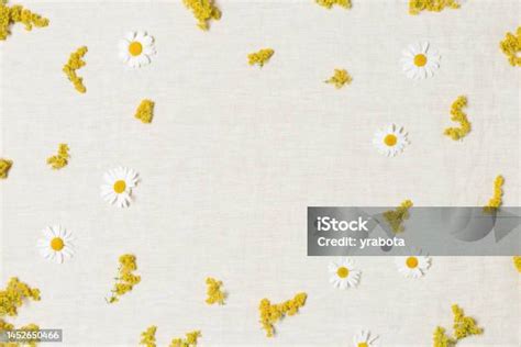 들판 꽃 꽃이 만발한 배경 복사 공간이 있는 세련된 식물 프레임 피는 침대 짚 꽃과 데이지 약초 향기로운 야생 꽃 자연 디자인 보태니컬 플랫 레이 데이지속에 대한 스톡 사진