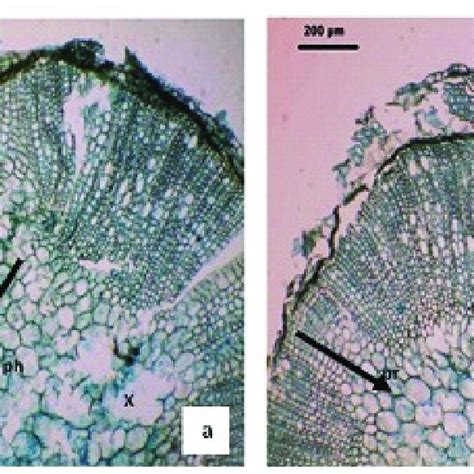 Anatomical Characteristics Of Ocimum Basilicum L Leaves A And B