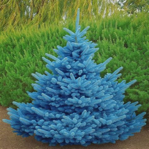 20 Colorado Blue Spruce Seeds Picea Pungens Glauca Cold Hardy Tree