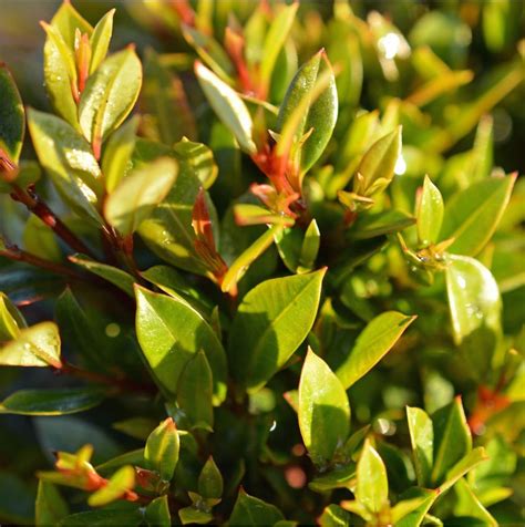 Lilly Pilly Tiny Trev Pbr Potplantheavenperth