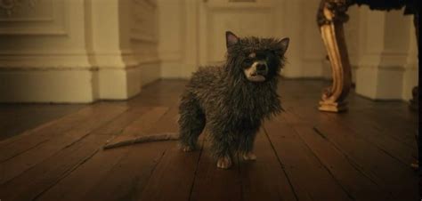 Post De Apreciación De Winks 🐶 El Pets Party Tampico Facebook