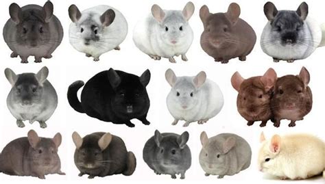 Different Types Of Chinchillas