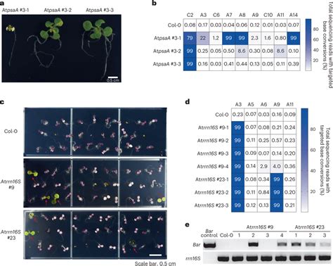 Phenotypes And Genotypes Of Arabidopsis T2 Plants A Two Week Old T2