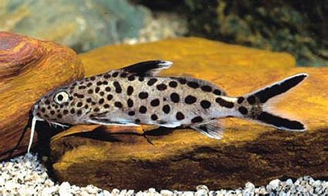 Synodontis Multipunctatus