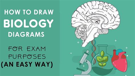 Inspirating Info About How To Draw A Biological Diagram Endring
