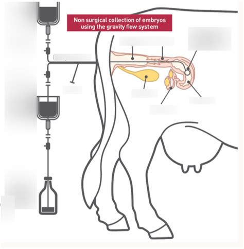 Diagram Of Art 2 Embryo Transfer Stem Cells And Cloning Step 3