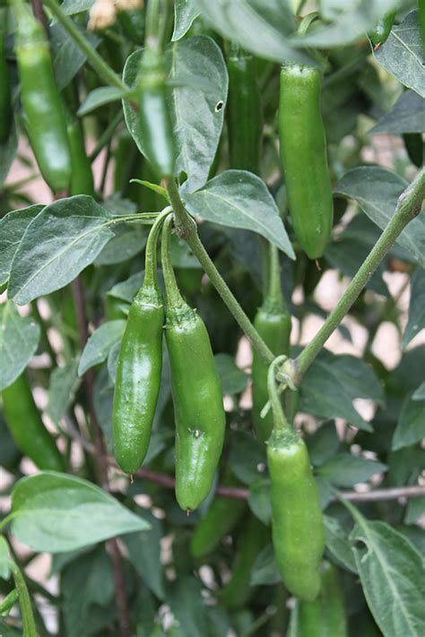 Serrano Pepper Plant Ised Solutions