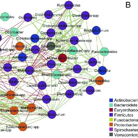 Microbial Interaction Network For A Colon Cancer Tumour Microbiota Download Scientific