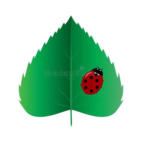 Pequeño Insecto Ladybug En La Ilustración De Vector Plano De Hoja Verde Ilustración Del Vector
