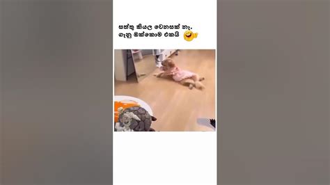 සත්තු කියලා වෙනසක් නෑ ගෑණු ඔක්කොම එකයි Youtube