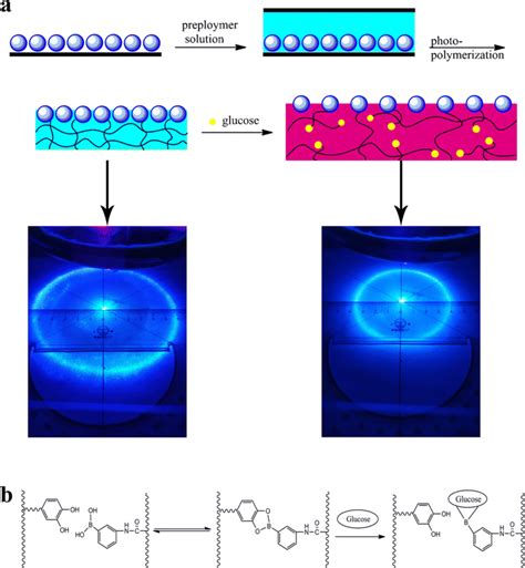 The Boronate Ester Bond Formed Through Phenylboronic Acid And Dopamine