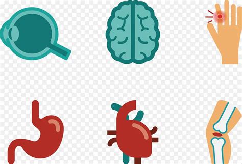 人体器官矢量图png图片素材下载 图片编号9479488 Png素材网