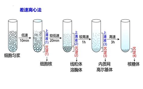 3 2细胞器之间的分工合作课件 共32张ppt 2022 2023学年高一上学期生物人教版（2019）必修1 21世纪教育网 二一教育