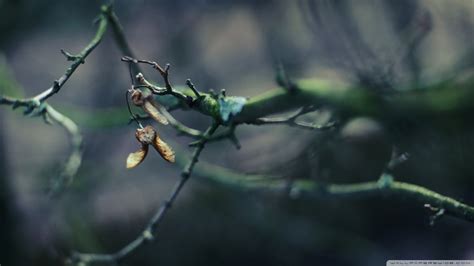 Wallpapers With Tree Branches WallpaperSafari