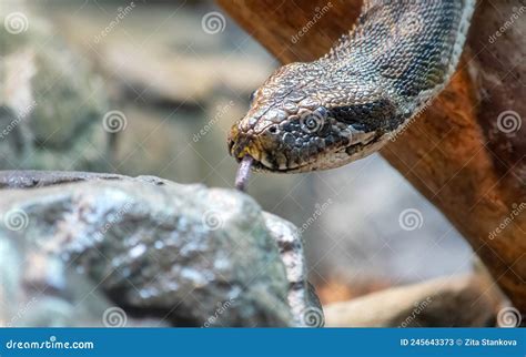 Closeup Image Of A Python Snake Hissing Stock Image Image Of Closeup