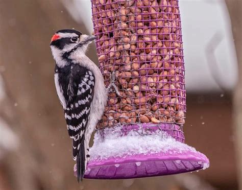 Hydrangea Leaf Curl Likely The ‘leaftier Caterpillar