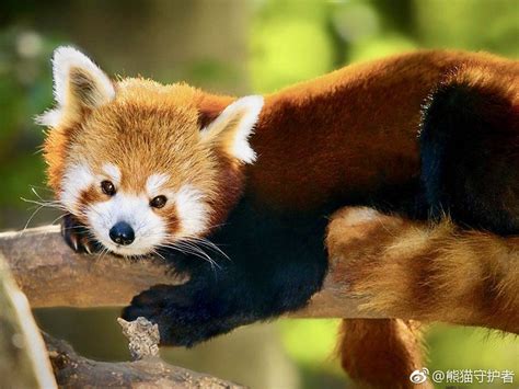 小熊猫 高清图片堆糖美图壁纸兴趣社区