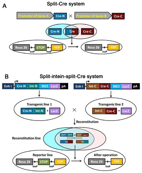 Schematic Of Split Cre System A In A Split Cre System N Cre And Download Scientific Diagram