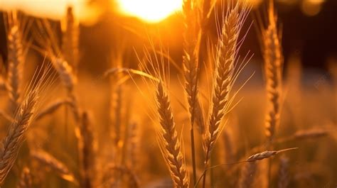 햇빛이 눈부신 들판의 멋진 일몰 풍경 작은 이삭은 매혹적인 자연 배경 경작지 밀밭 일출 배경 배경 일러스트 및 사진 무료 다운로드 Pngtree