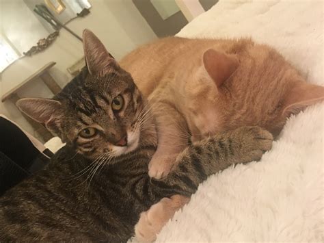My Client Does Not Want Pictures R Cats