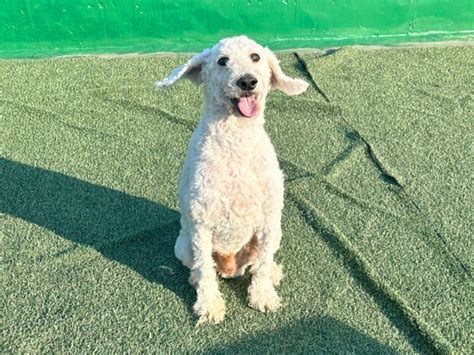 스탠다드푸들동구 강아지책임분양 컴투펫케어센터