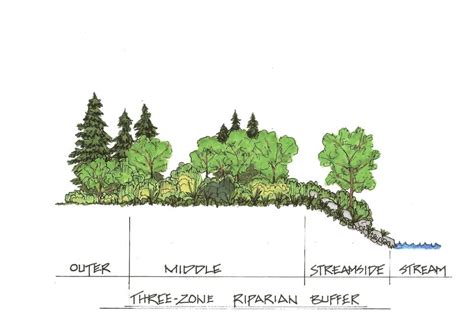 What Is A Riparian Buffer Zone And Why Is It Important