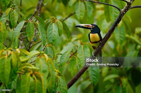 칼라 아라카리 프테로글로스 토쿼투스 큰 지폐와 새 숲의 멋진 지점에 앉아 있는 투칸 보카 타파다 코스타리카 자연 새 중앙 아메리카 여행 투칸 녹색 서식지 깃털에 대한 스톡