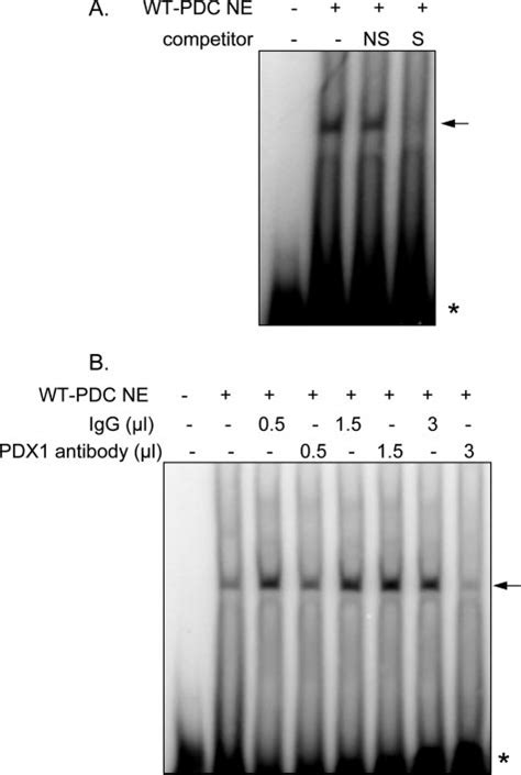Emsa With Pdx1 And K19 Promoter Radiolabeled Cis Element Probes A The