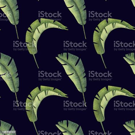 야자수와 바나나 잎이 있는 수채화 무늬 배경 없이 분리 열대 손으로 그린 클립 아트입니다 엽서 표지 직물 포장에 인쇄하기 위한 수채화 그림 0명에 대한 스톡 벡터 아트 및