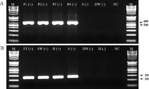 Detection Of Bpv Dna From Papilloma And Surrounding Environments A