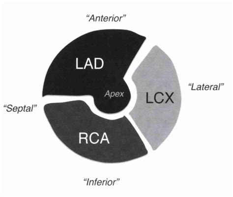 Cardiology Most Important Minimal Flashcards Quizlet
