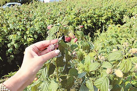 Фитокозметиката влиза в борба с високите температури и силното слънчево греене които нанасят