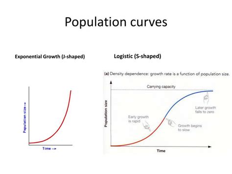 Ppt Population Cycle Powerpoint Presentation Id 2832017