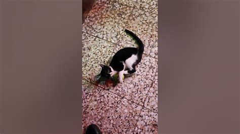نژاد تاکسیدو واقعا جز باهوشترین نژاد گربه هاس،🐱🐱😍 Youtube