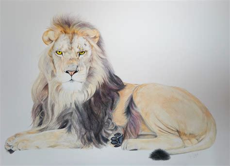 Colored Pencil Lion Drawing At Amelia Truebridge Blog