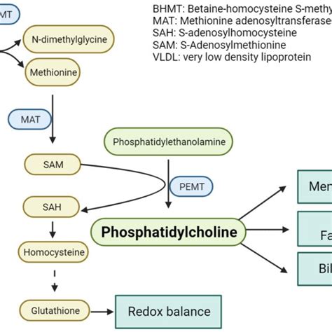 Phosphatidylcholine Pc Synthesis Through One Carbon Metabolism Download Scientific Diagram