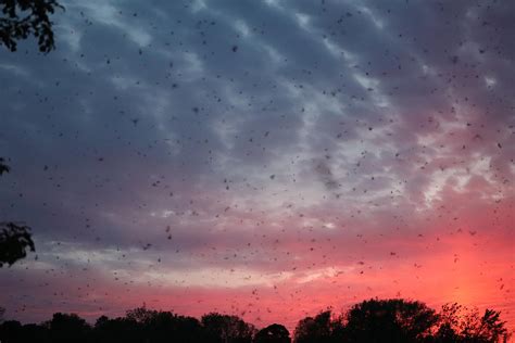 Mayfly Swarm 2025