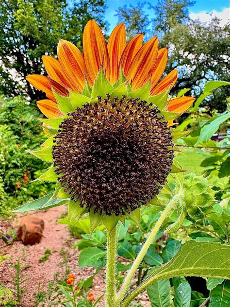 Guess Who Lost Her Locks But Still Has A Backup Hairdo Our Famous Double Headed Sunflower