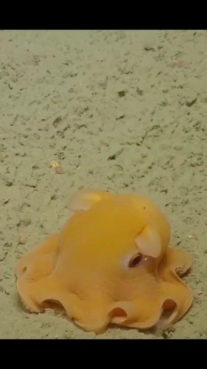 수줍은 문어 Youtube