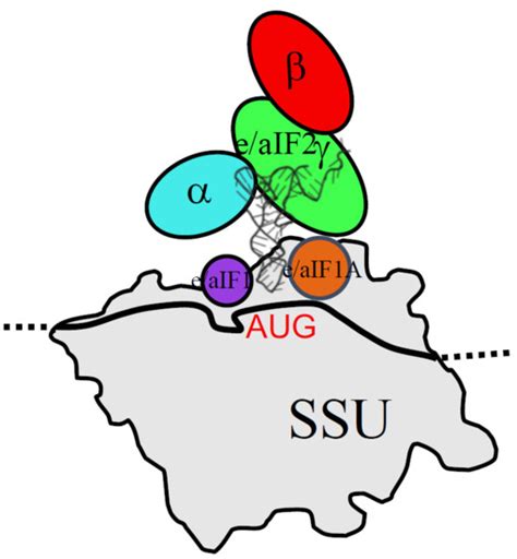 Ijms Free Full Text Start Codon Recognition In Eukaryotic And