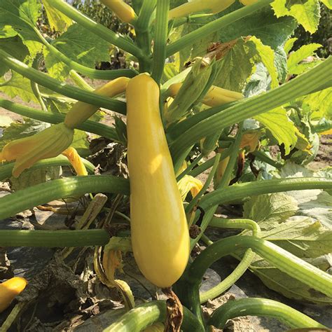 Squash Summer Smooth Criminal Hybrid Squash Seeds Totally Tomatoes