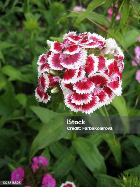 카네이션 꽃 터키 Dianthus Barbatus 녹색의 배경 흐리게에 일부 피 터키 화려한 카네이션 잎 정원에서 성장 하는 작은 카네이션의 꽃이 핌 0명에 대한 스톡 사진