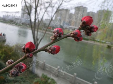 桃花花骨朵高清图片下载 红动中国