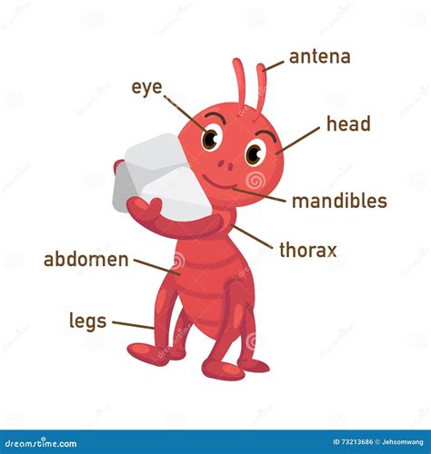 Иллюстрация части терминологии муравья тела Иллюстрация вектора иллюстрации насчитывающей