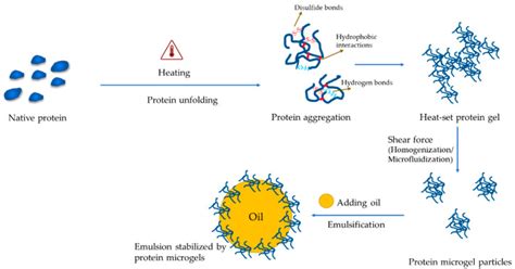 Protein Based Fat Replacers A Focus On Fabrication Methods And Fat