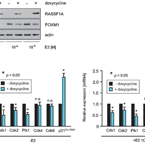 Rassf1a Causes Decreased Expression Of Foxm1 And Erα And Induces