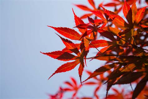 Kostenlose Foto Baum Ast Himmel Sonnenlicht Blatt Blume Rot